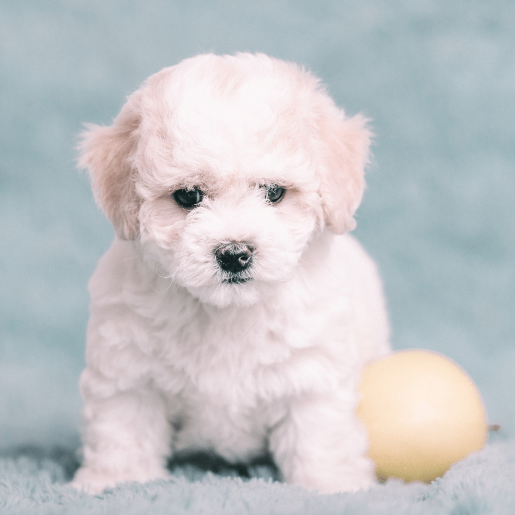 French Poodle - Abc Pet House